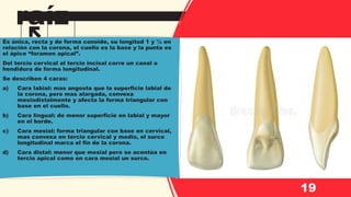 anatomía de Incisivo central Inferior .pptx