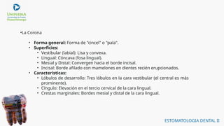 PRESENTACION ANATOMIA DEL incisivo central SUPERIOR | PPTX