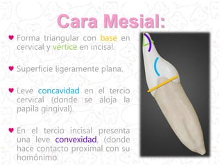 Incisivo central inferior e incisivo lateral inferior | PPTX