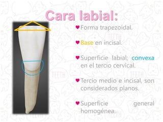 Incisivo central inferior e incisivo lateral inferior | PPTX