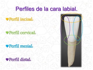 Incisivo central inferior e incisivo lateral inferior | PPTX