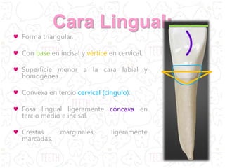 Incisivo central inferior e incisivo lateral inferior | PPTX