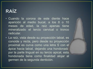 Anatomía Dental II - Incisivo Central Superior Deciduo | PPTX