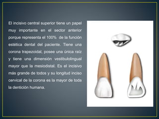 Anatomía Dental II - Incisivo Central Superior Deciduo | PPTX