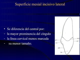 Incisivo lateral superior | PPT