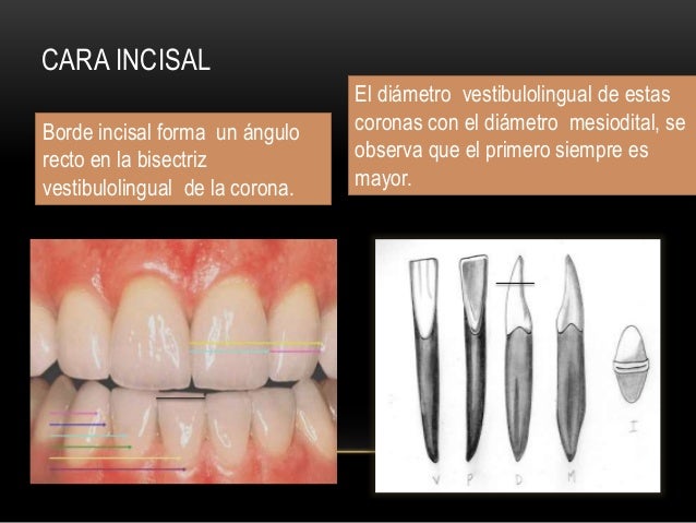 Anatomia dental: Incisivos mandibulares permanentes