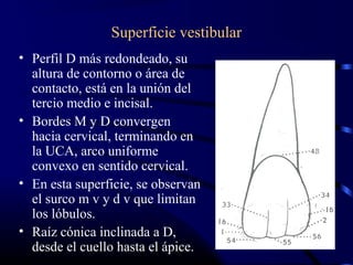 Incisivos permanentes | PPT