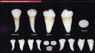 anatomia dos elementos dentais
