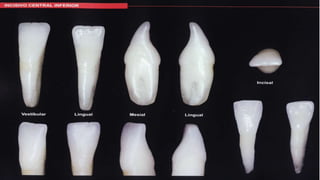 anatomia dos elementos dentais