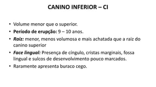 anatomia dos elementos dentais | PPT