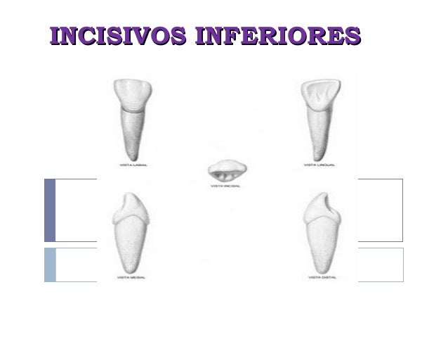 Incisivos inferiores