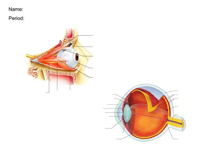 In class handout for Eye Lecture Lecture 1 | PPT