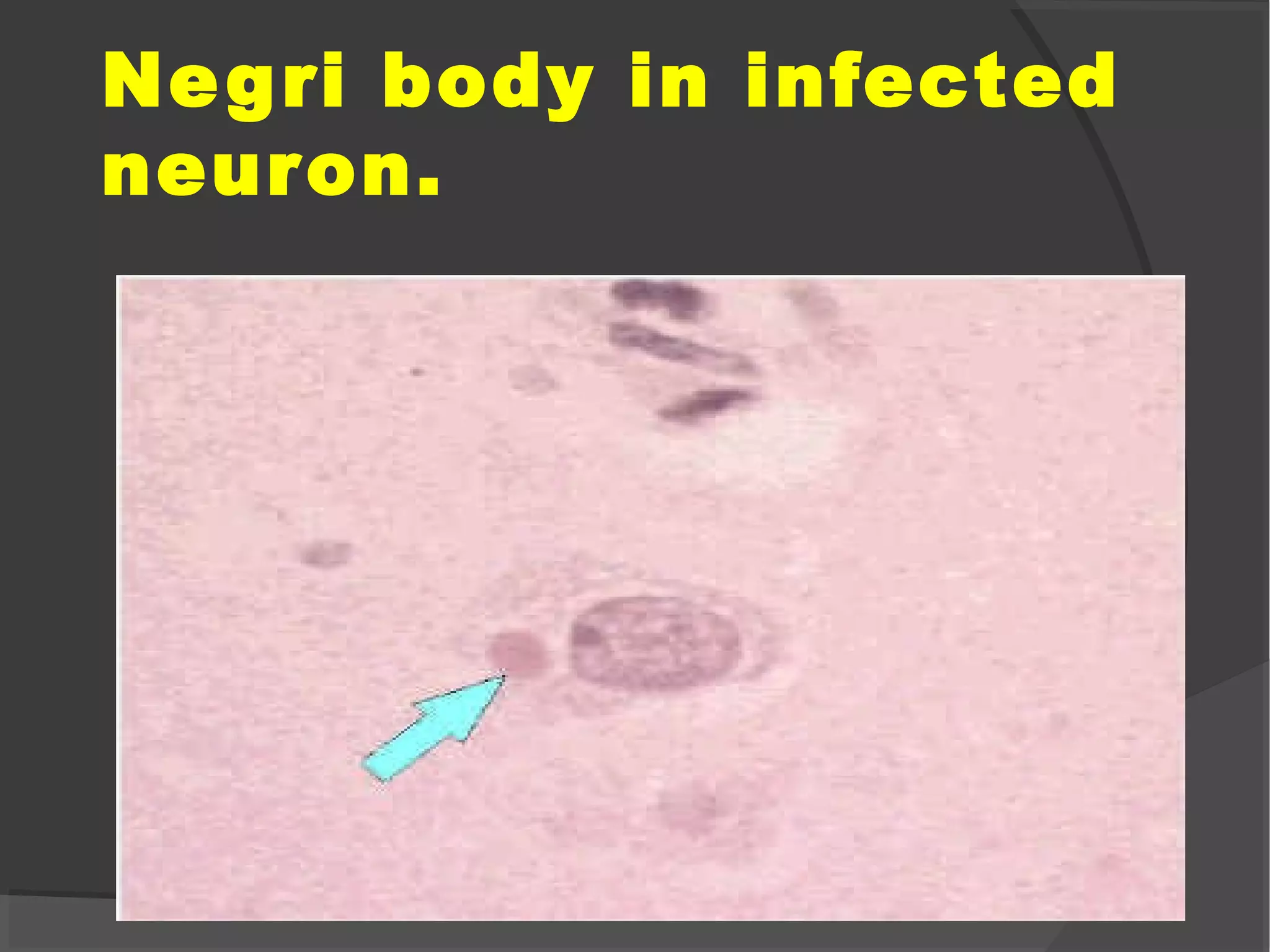 Inclusion bodies | PPT