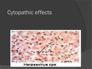 Inclusion bodies | PPT