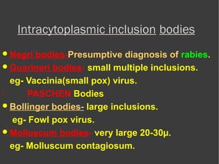 Inclusion bodies | PPT