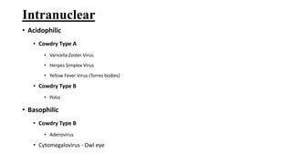 Cowdry Type B Inclusion Bodies