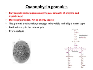Inclusion bodies a brief overview in english.pdf