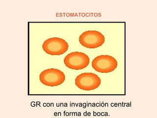 Inclusiones citoplasmaticas y alteraciones morfologicas | PPT