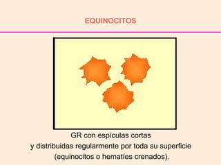 Inclusiones citoplasmaticas y alteraciones morfologicas | PPT
