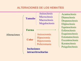 Inclusiones citoplasmaticas y alteraciones morfologicas | PPT