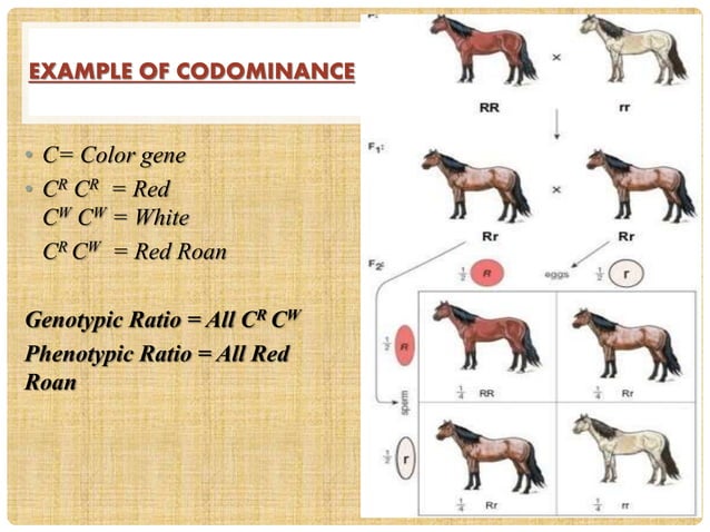 Incomplete and co dominance | PPTX | Genetics | Science