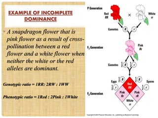 Incomplete Dominance Example