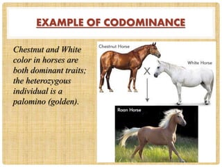 Codominance In Horses