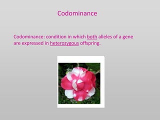 Incomplete and co dominance ppt | PPTX