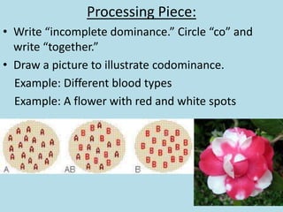 Incomplete and codominance | PPTX
