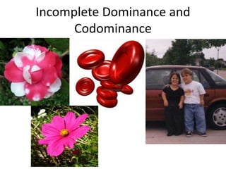 Codominance In Plants