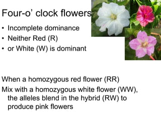 incompleteandcodominance.ppt | Free Download