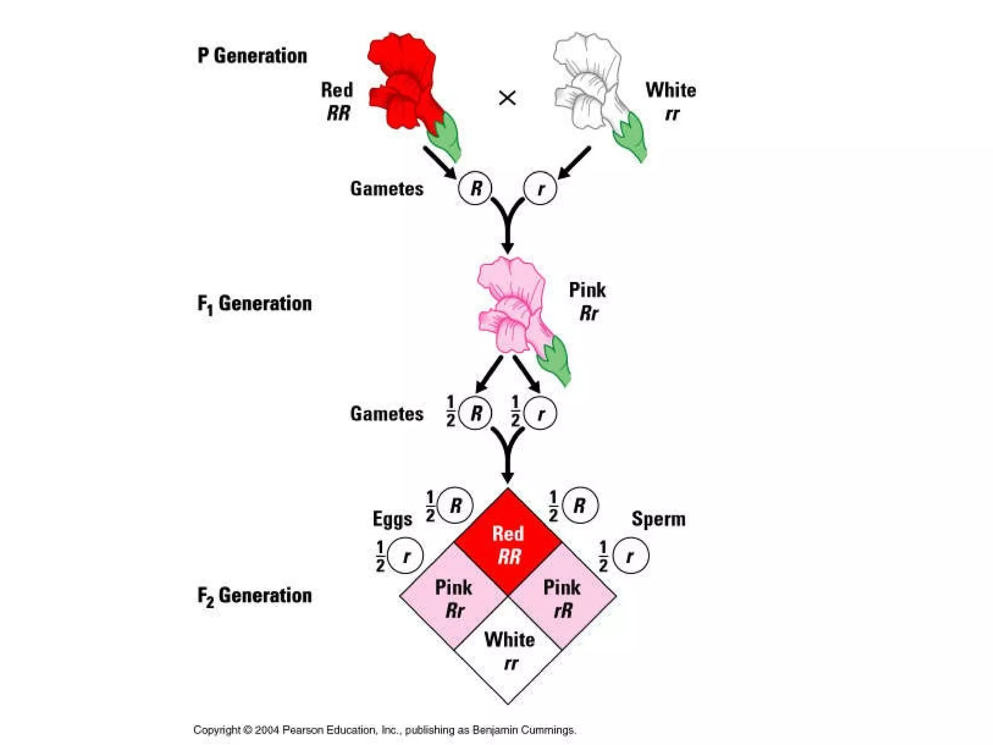 Incomplete codominance multiple_alleles | PPT