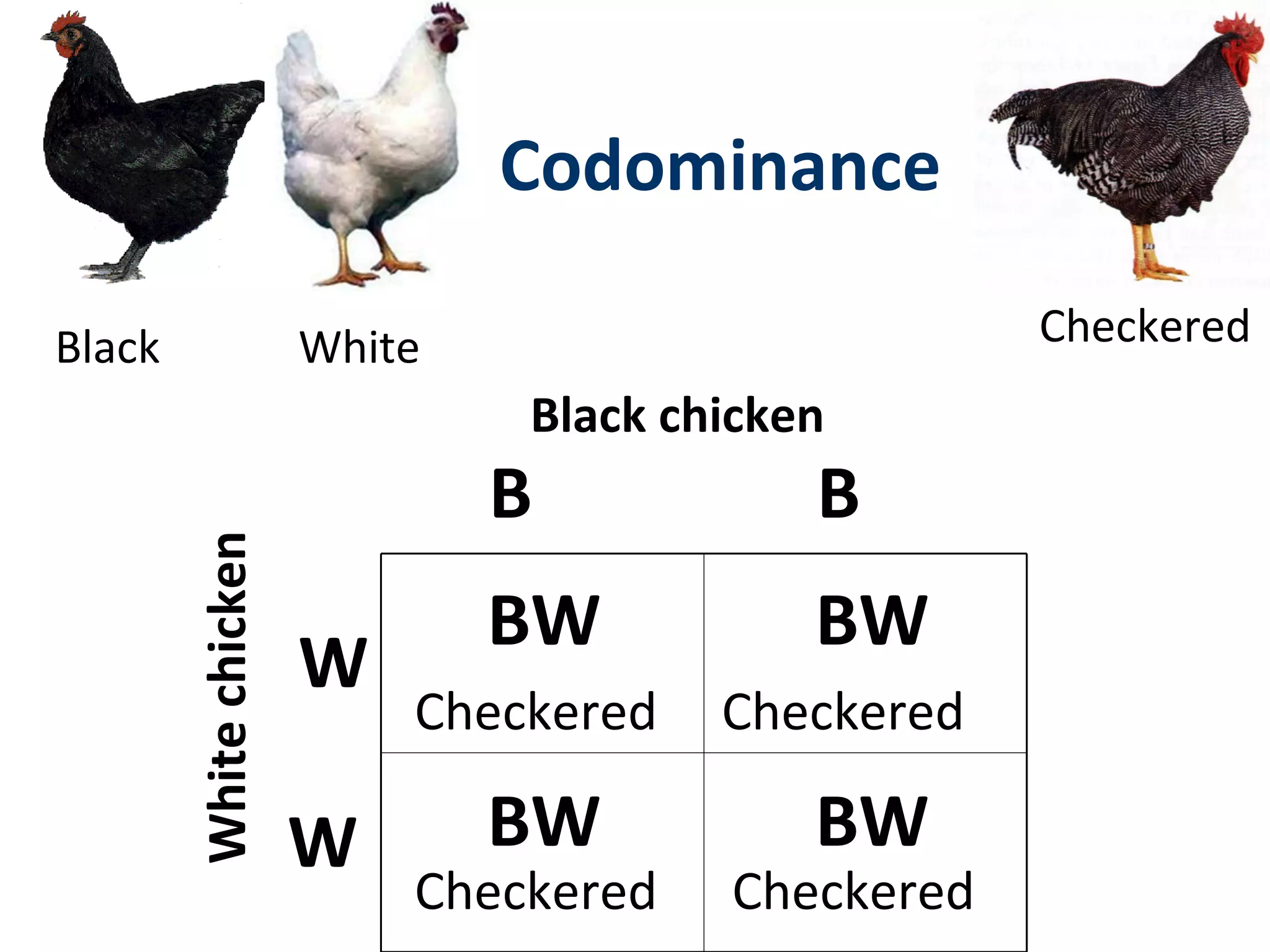 Incomplete codominance multiple_alleles | PPT