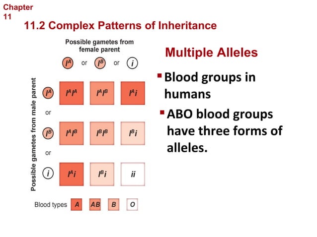 Incomplete codominance multiple_alleles | PPT