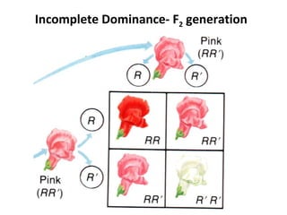 Incomplete codominance multiple_alleles | PPT