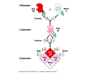 Incomplete codominance multiple_alleles | PPT