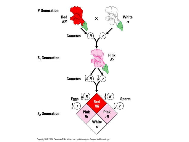 Incomplete codominance multiple_alleles | PPT