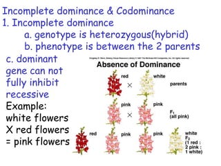 Incomplete, codominance, multiple alleles | PPTX