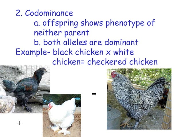 Incomplete, codominance, multiple alleles | PPTX | Genetics | Science