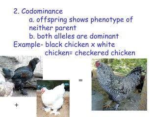 Codominance Chicken