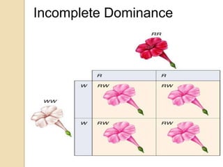 Incomplete Dominance Punnett Square Example