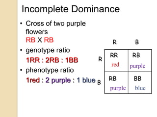 Difference Between Incomplete Dominance And Codominance Punnett Square