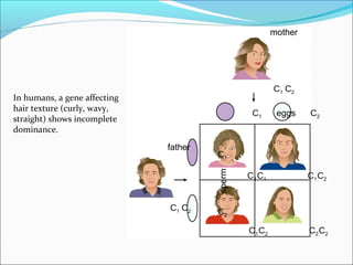 Incomplete Dominance Examples In Humans