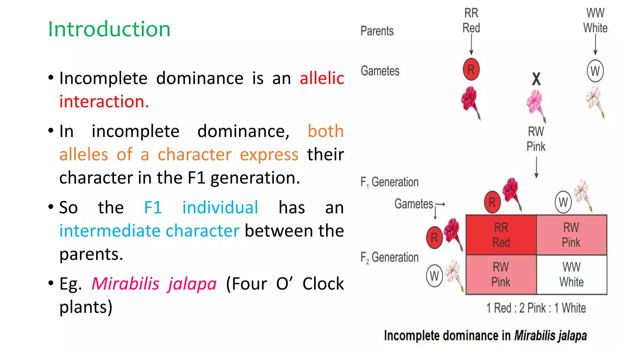 Incomplete dominance | PPTX