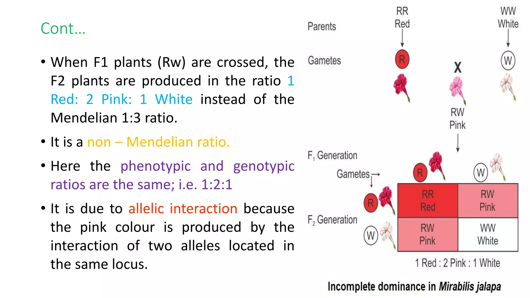Incomplete dominance | PPTX | Gardening | Home & Garden