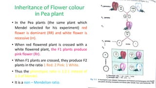 Incomplete dominance | PPTX