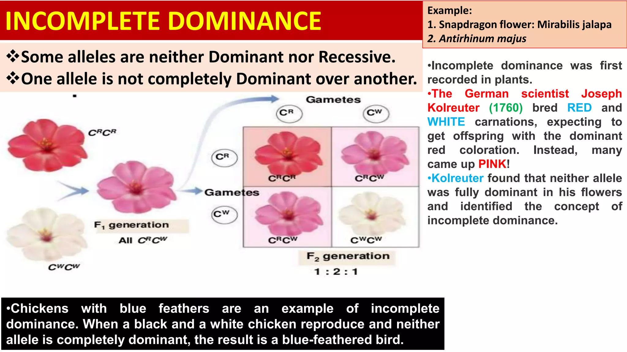 Incomplete dominance | PPTX