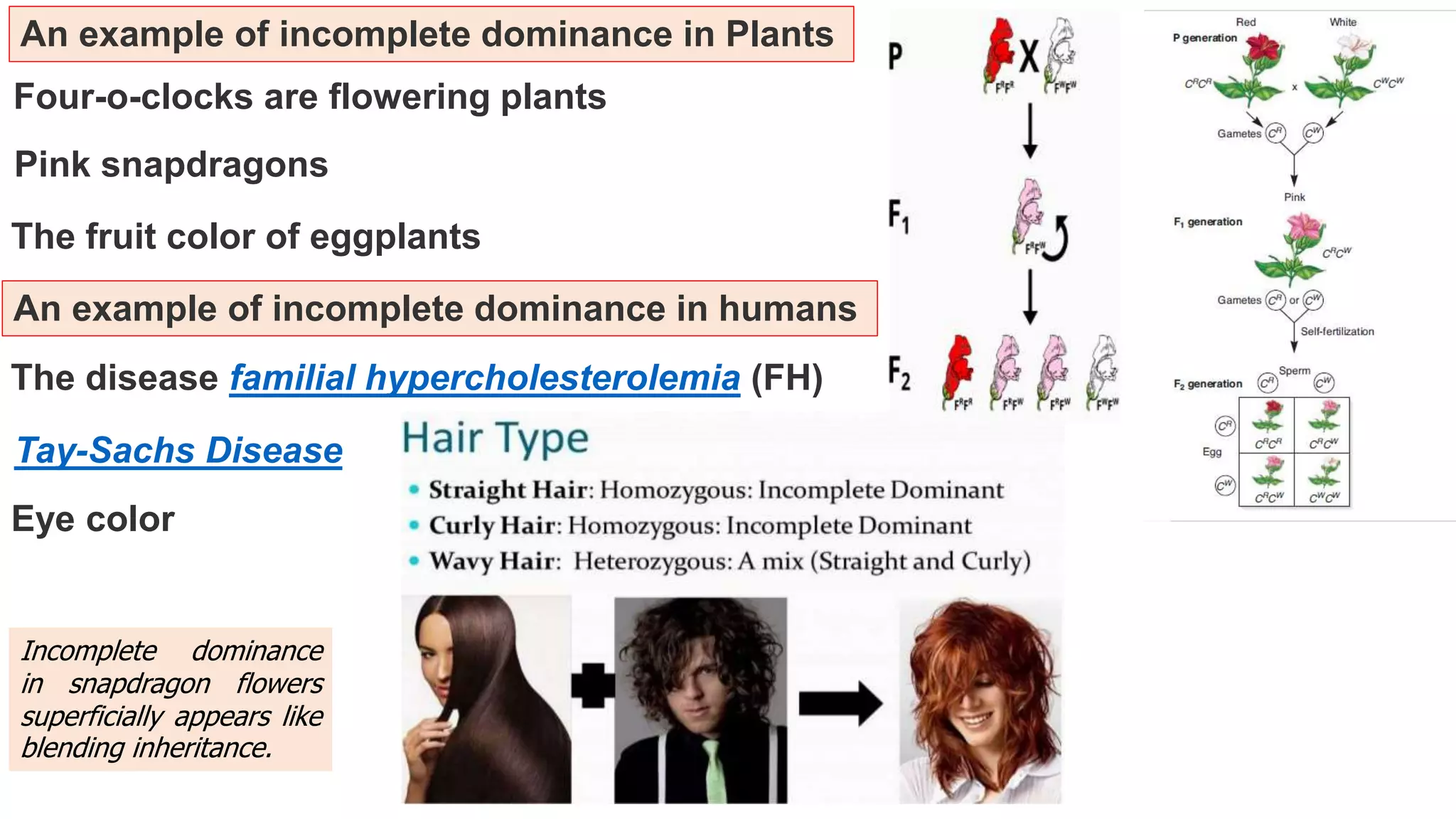 Incomplete dominance | PPTX