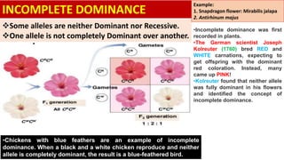 Incomplete dominance | PPT