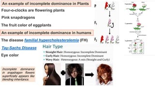 Incomplete Dominance In Humans